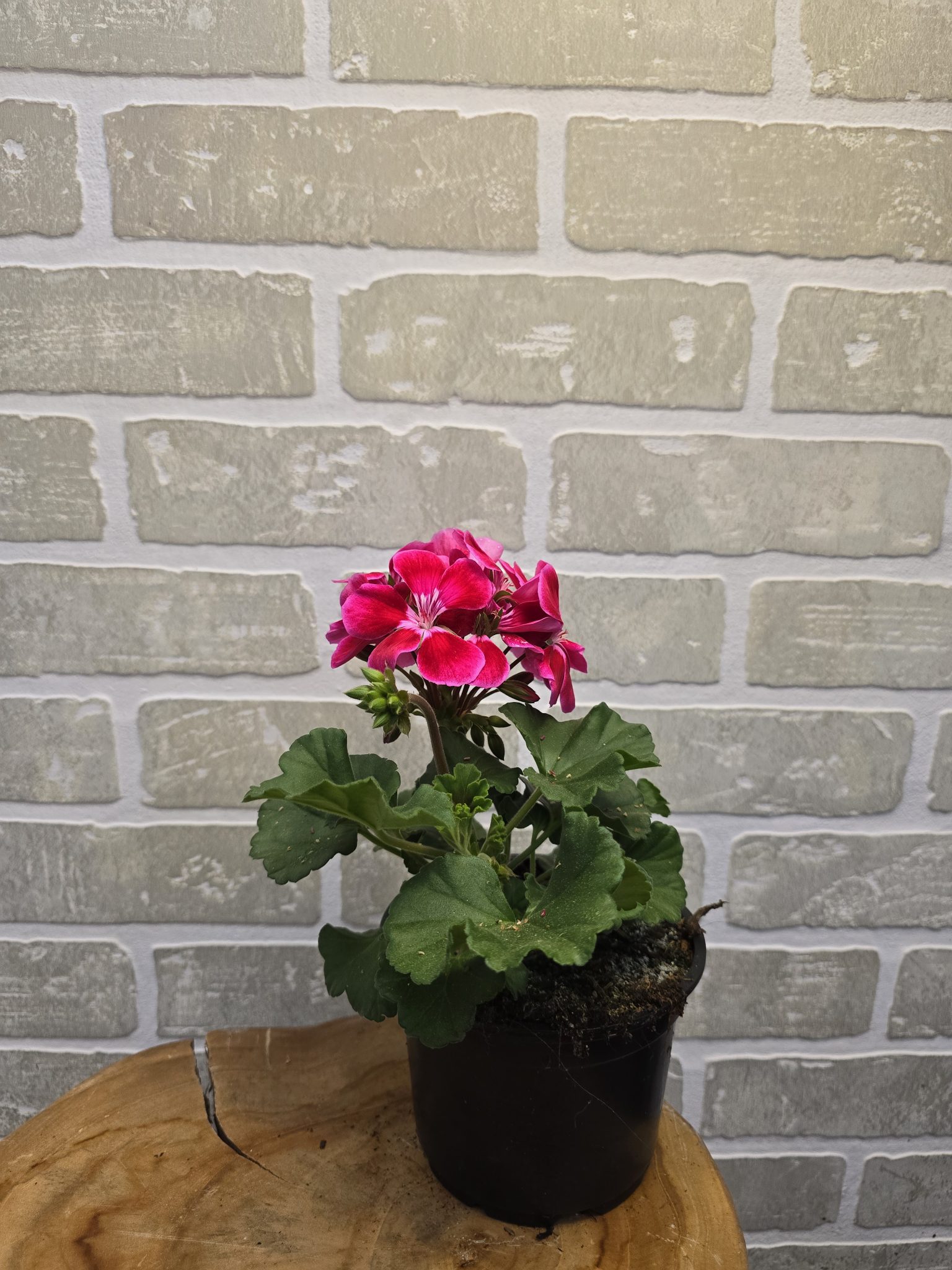 Pelargonija Zonale Tango Deep rose with eye - Vrtnarstvo Golob